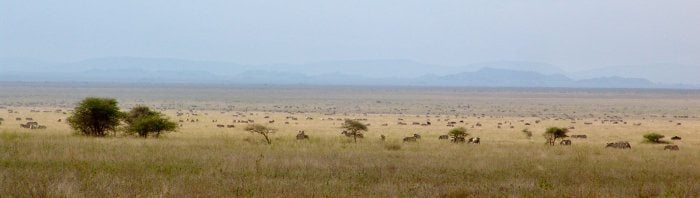 African Safari Tips: 8 Essential Tricks for an Unforgettable Experience