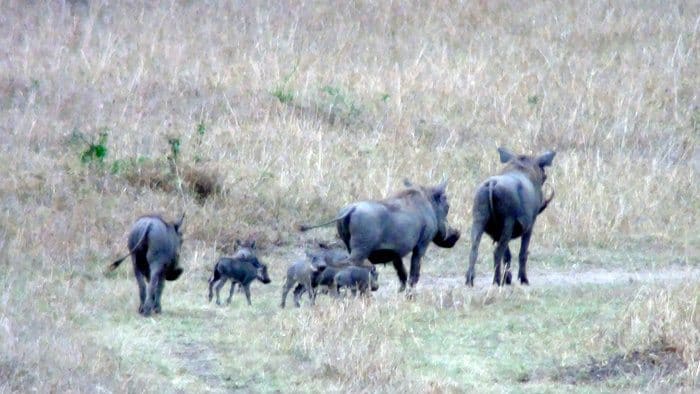 African Safari Tips: 8 Essential Tricks for an Unforgettable Experience