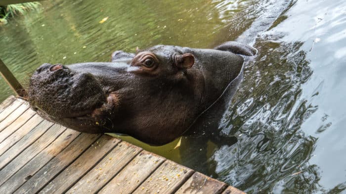 How Fast Can a Hippo Run? Top Running Speed on Land & in Water