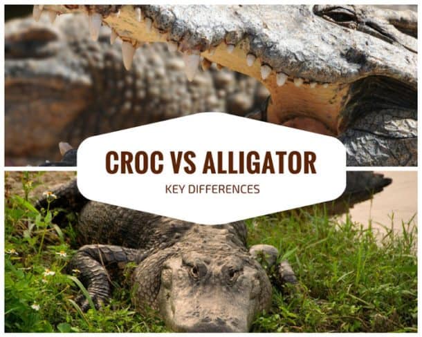 Crocodiles vs Alligators: Key Differences, Photos, Videos & More