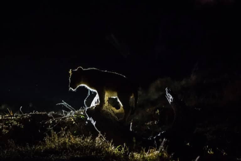Night Time Safari Drives: 5 Reasons to Embark on a Twilight Journey
