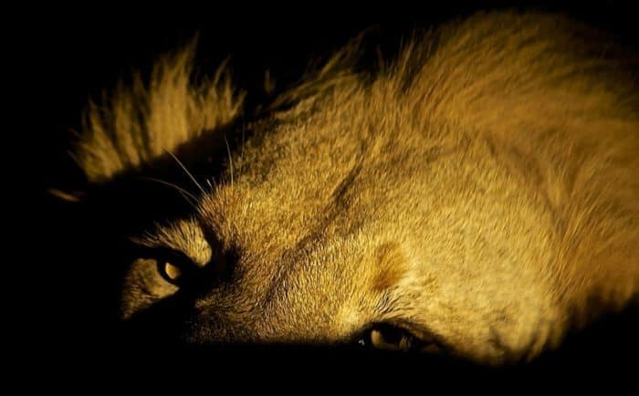 African Safari Sounds - Animal Noises of the Bush and Savanna