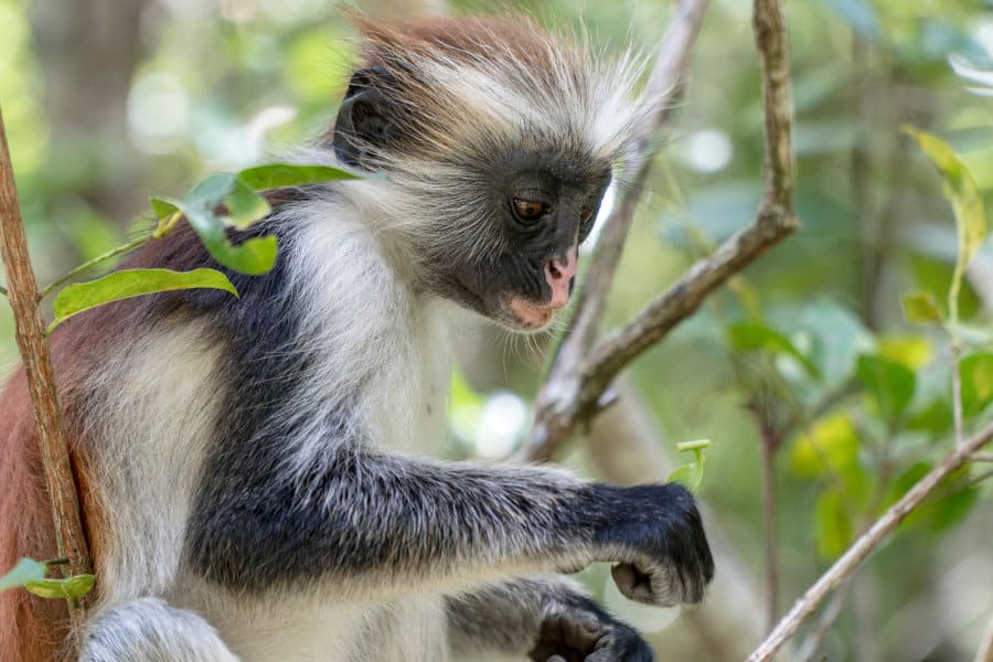 Meet Jozani Forest's Red Colobus Monkey in Zanzibar