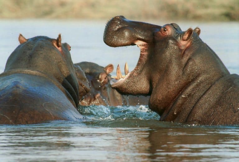 What Does a Hippo Sound Like? Hippo Sounds Explained