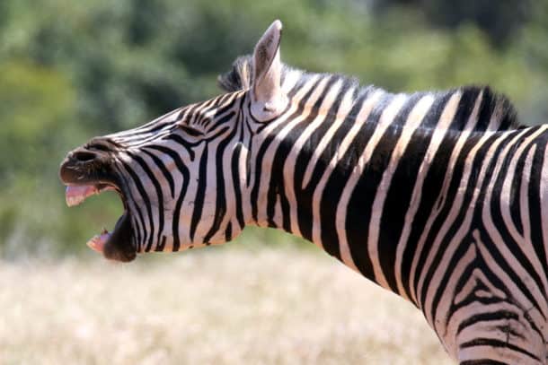 What Sound Does a Zebra Make? Audio Sounds, Barks & Noises