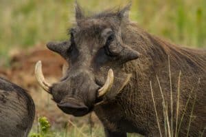 The Ugly 5 Animals of Africa - An Unsightly Safari