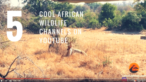 Top 5 African Wildlife Channels on YouTube