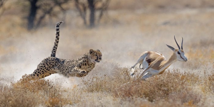 Top Predators of Africa - Africa's Successful Hunters