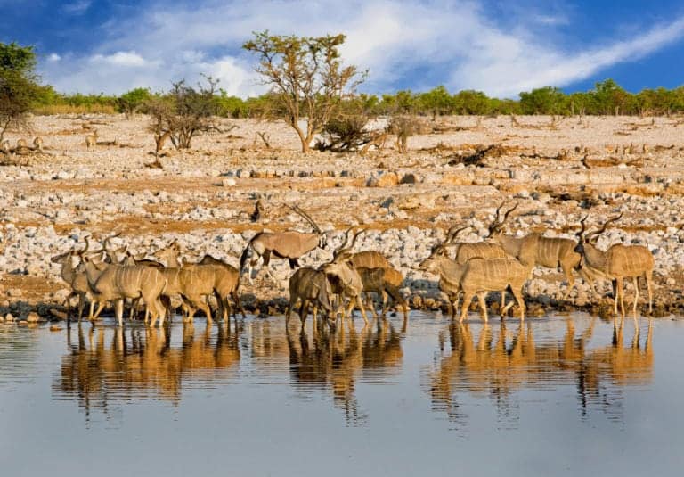 The Major Ungulates of Africa