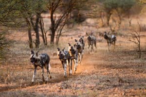 Why is the African Wild Dog Endangered?