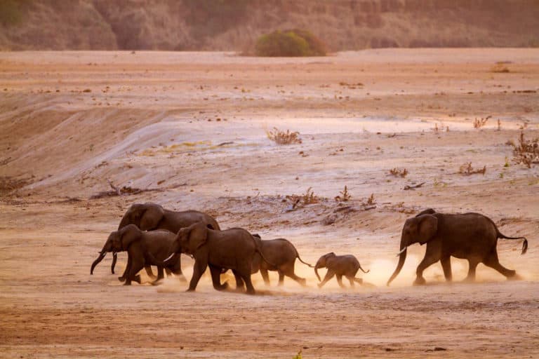How Fast Can an Elephant Run? Technically They Don't Run at All