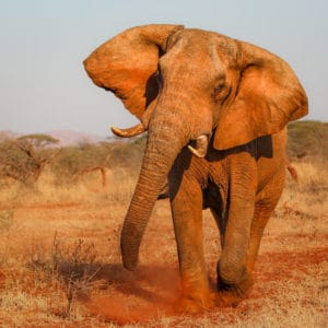 How Fast Can an Elephant Run? Technically They Don't Run at All