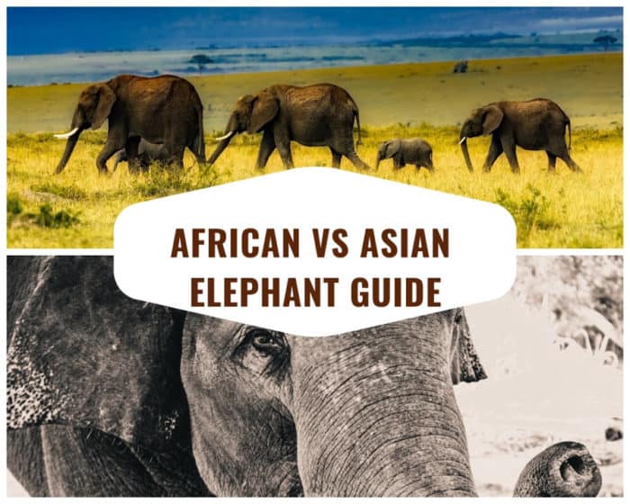 African Elephant vs Asian Elephant – The Complete Guide to Differences