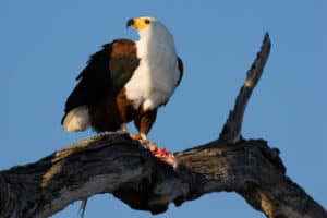 14 Incredible Facts About the Fish Eagle: Africa’s Greatest Raptor