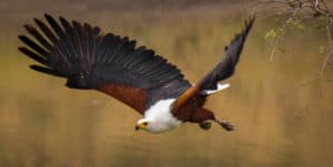 14 Incredible Facts About the Fish Eagle: Africa’s Greatest Raptor
