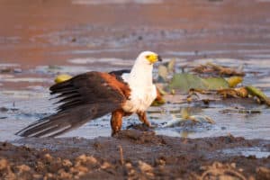 14 Incredible Facts About the Fish Eagle: Africa’s Greatest Raptor