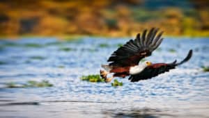 14 Incredible Facts About the Fish Eagle: Africa’s Greatest Raptor