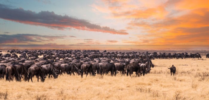 Blue Wildebeest - The Great Migrating Beast of Africa
