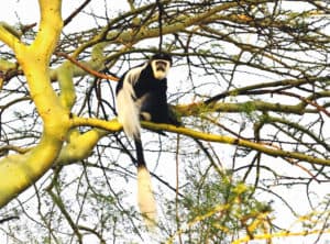Colobus Monkey: 17 Facts About Africa’s Most Enchanting Monkey