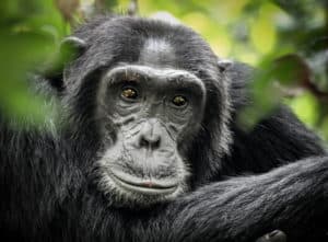 Colobus Monkey: 17 Facts About Africa’s Most Enchanting Monkey