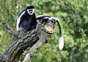 Colobus Monkey: 17 Facts About Africa’s Most Enchanting Monkey
