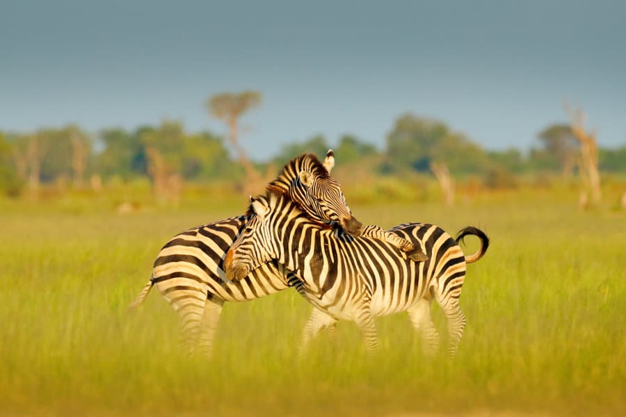 Botswana Safari: The Planning Guide for Beginners - Africa Freak