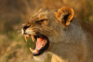 What Sound Does a Lion Make? Learn the Complete Lion Vocabulary