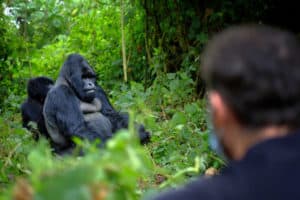 What Sound Does a Gorilla Make? Learn How to Speak Gorilla Language
