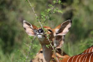 16 Incredible Facts About Nyala, The Legendary African Antelope