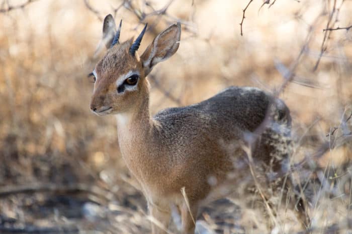 What is a Dik-Dik? Fun Facts About the Cutest African Antelope