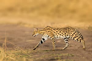 Serval Cat - Speed, Habitat & Diet of Africa’s Wildest Cat