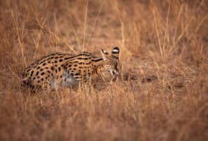 Serval Cat - Speed, Habitat & Diet of Africa’s Wildest Cat