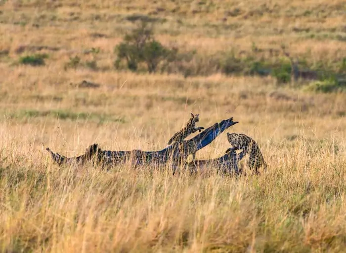 Serval Cat - Speed, Habitat & Diet of Africa’s Wildest Cat