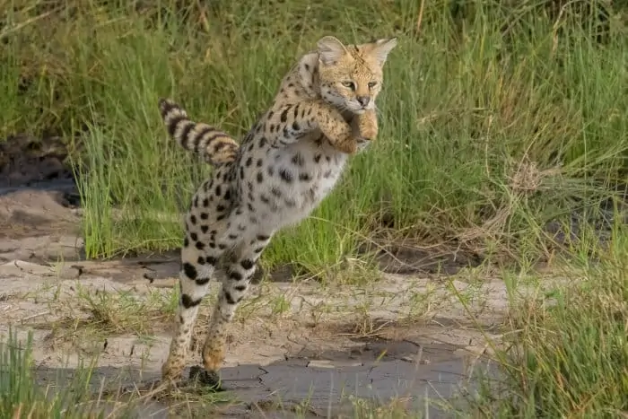 Serval Cat - Speed, Habitat & Diet of Africa’s Wildest Cat