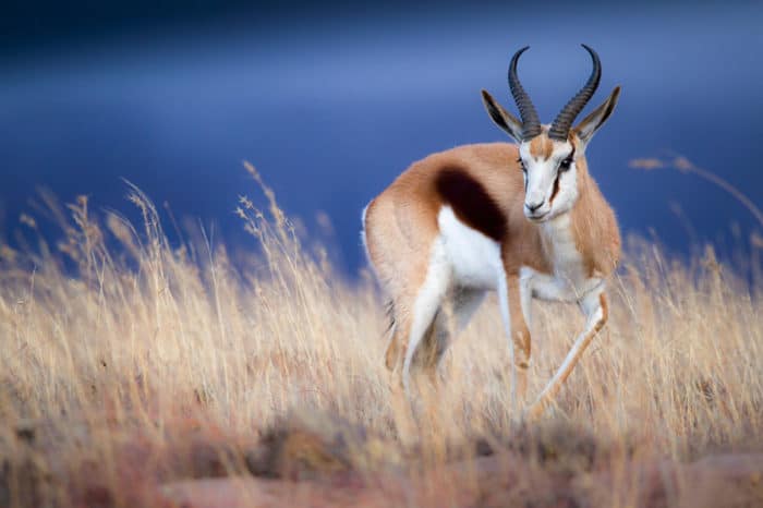 What is a Springbok? Facts About Africa’s Pronking Antelope