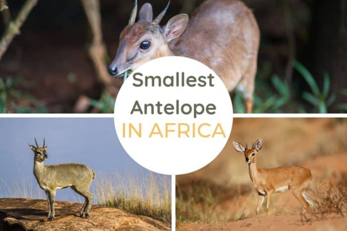 Top 12 Smallest Antelope Species in Africa - Africa Freak