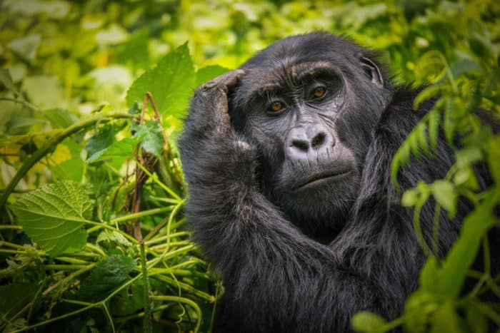 How Fast Can a Gorilla Run? There's a Short and Long Answer