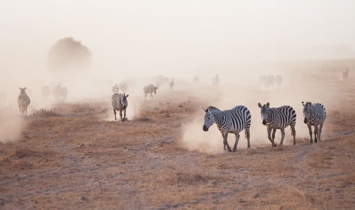 The Uniqueness of Zebra Stripes - Pattern and Facts