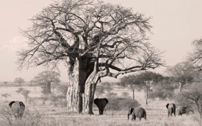 Upside Down Tree (Baobab) - The African Tree of Life