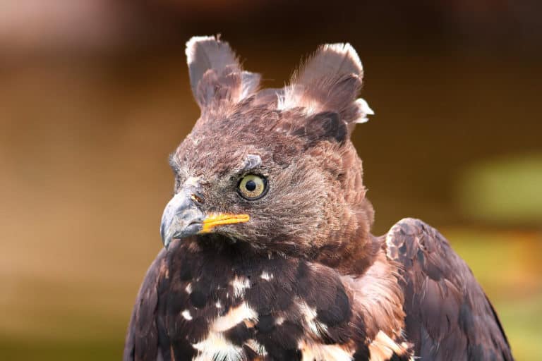 Bateleur Eagle - 12 Facts About the Flying Extraordinaire