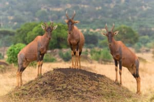 African Animals - A Comprehensive Guide with Links & Photos