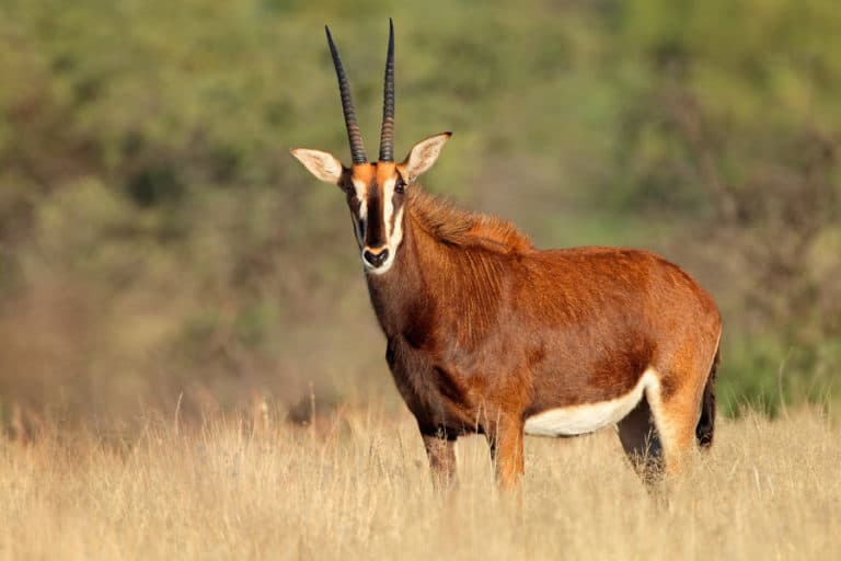 Sable Antelope – 12 Facts About Africa’s Most Majestic Antelope