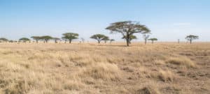 African Savanna - Pure Wildlife Magic
