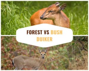 Ducking and Diving – The Duiker’s Daunting Day-to-Day