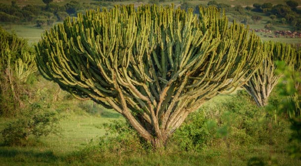 Wonders of the Candelabra Tree (It Saves Rhinos & Supports Monkeys)
