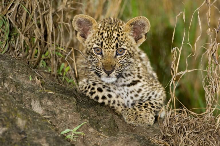 Baby Leopard - 15 Incredible Facts About an Adorable Young Predator