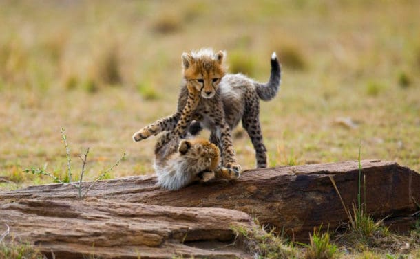 The Complete Baby Cheetah Story - From Birth to Predator