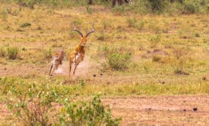 Impala - The Facts Behind an African Animal Beauty