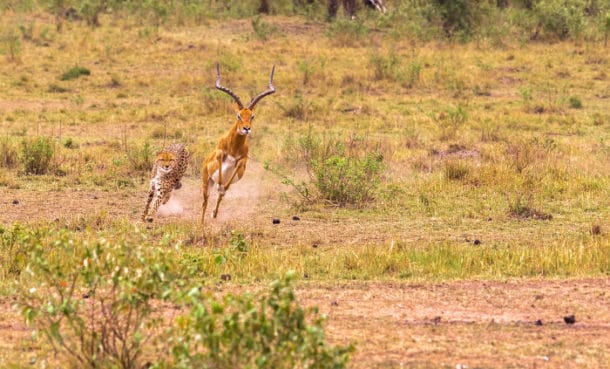 Impala - The Facts Behind an African Animal Beauty
