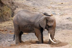 How Many Muscles Are in an Elephant’s Trunk? You Won't Believe It!